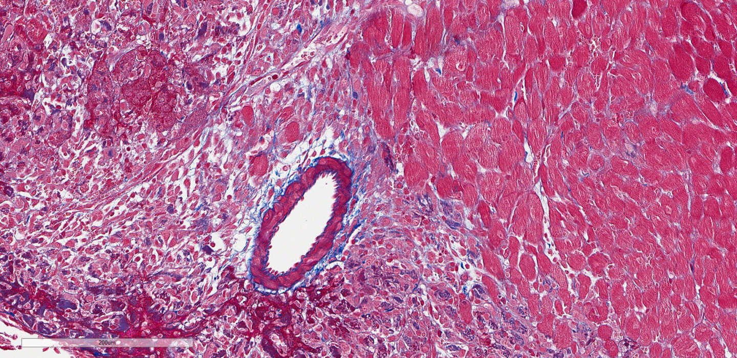 Research Histology Core | University of Illinois Chicago